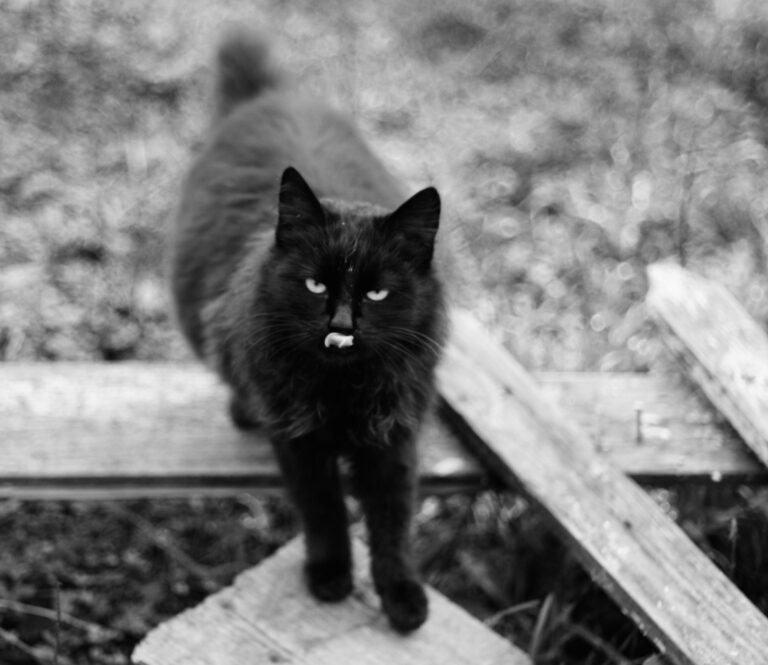 Contact – Victoria Ecaterina Moraru